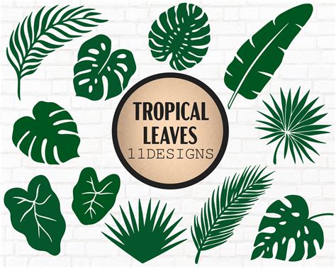 Monstera SvgTropical Leaves Svg Png Dxf Cutfiles For Cricut Etsy