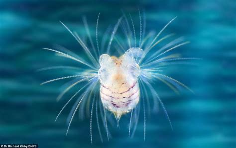 Unexpected Beauty Of Plankton Magnified Photographs Showcase