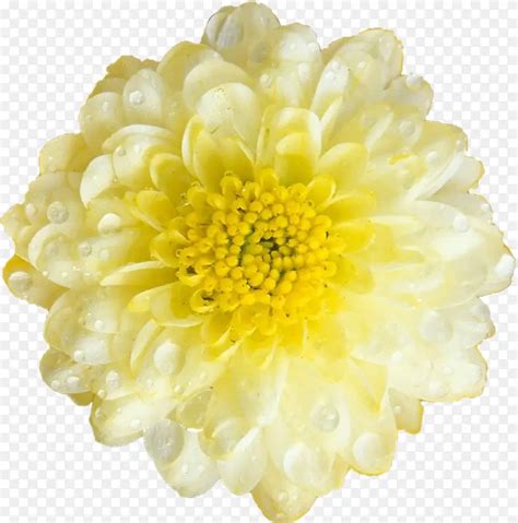 盛开的菊花PNG图片素材下载 图片编号ylvarwzj 免抠素材网