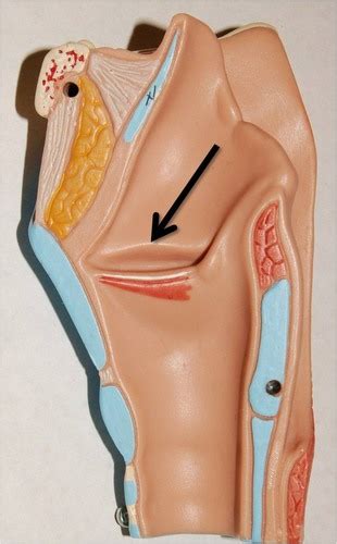 E Larynx Nasal Oral Cavities Flashcards Quizlet