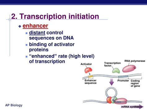 PPT Control Of Eukaryotic Genes PowerPoint Presentation Free