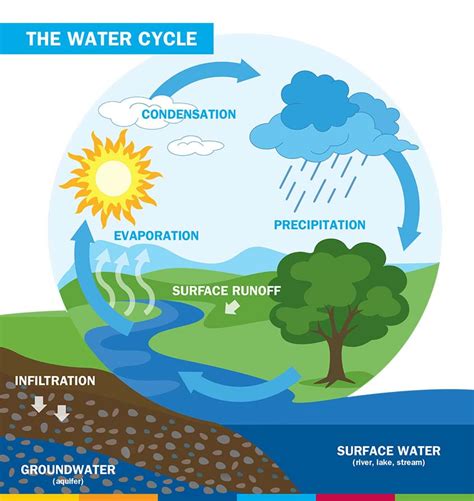 Which Diagram Correctly Shows The Water Cycle