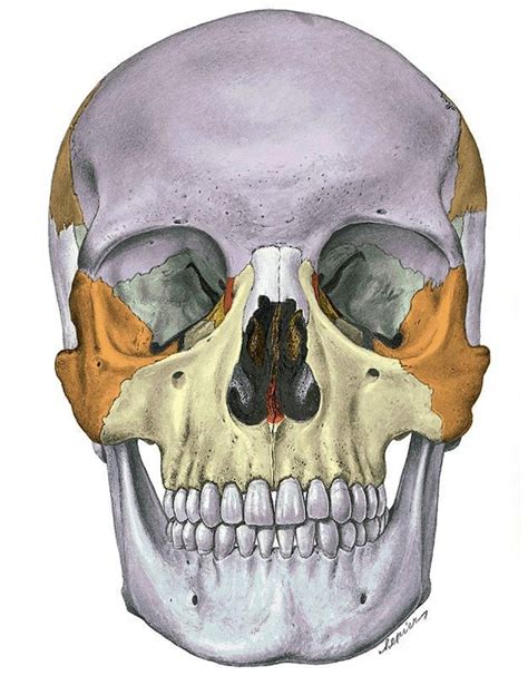 Crânio Vista Frontal Diagram Quizlet