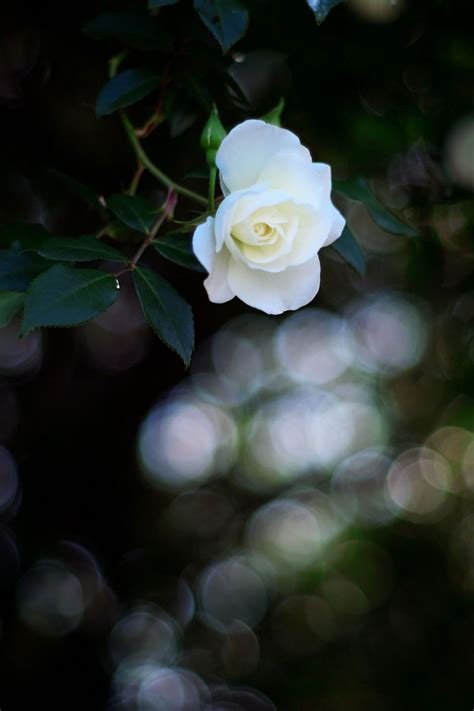 White Roses GANREF