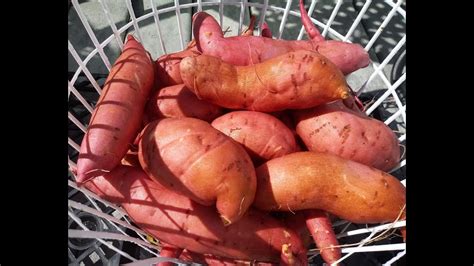 Simple Guide To Growing Sweet Potatoes In Bags YouTube
