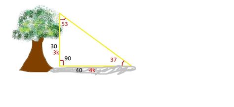 Un Arbol De 25m De Altura Proyecta Una Sombra De 30m De Largo