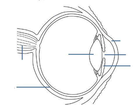 Ap Psych Eye Diagram Diagram Quizlet