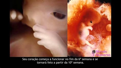 GRAVIDEZ PASSO A PASSO DO DESENVOLVIMENTO DO SEU BEBÊ YouTube