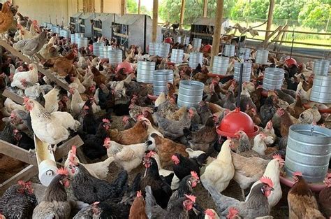 Criação de galinhas caipiras diversifica atividades em projeto de
