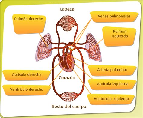 Resumen del sistema circulatorio para niños Imagui