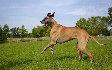 Les Races De Chiens Les Plus Rapides