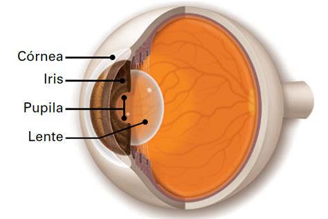 Cornea Instituto De Ojos Instituto De Ojos