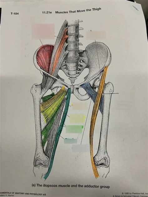 Waru Honors Anatomy Muscles That Move The Thigh Diagram Quizlet
