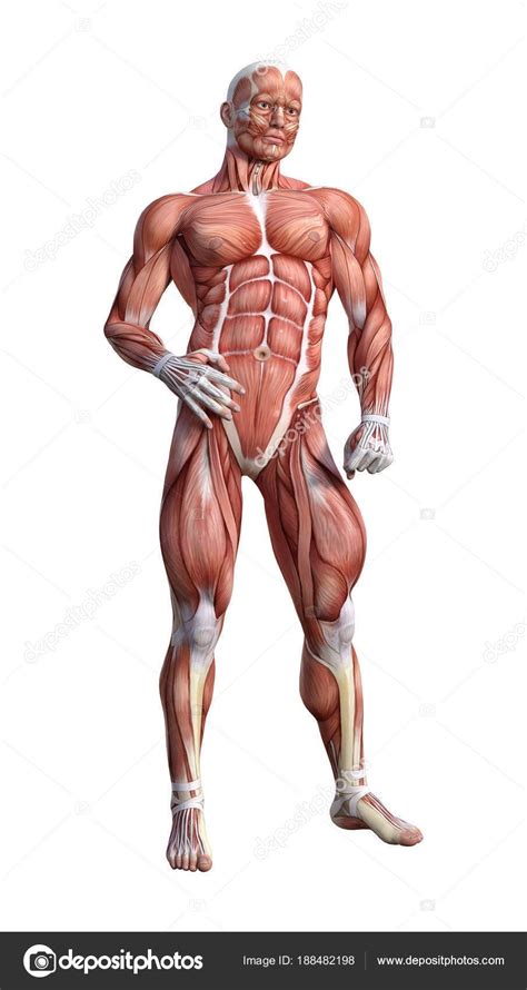 Representación 3D de una figura de anatomía masculina con mapa muscular