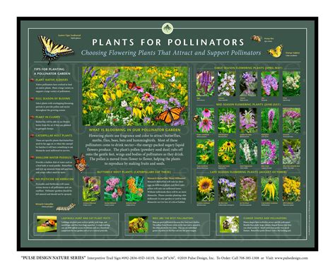 Outdoor Interpretive Sign Pollinator Garden Flowering Native Plants