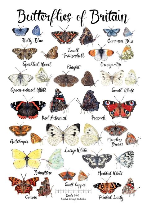 British Butterflies Poster A Decorative Identification Watercolour