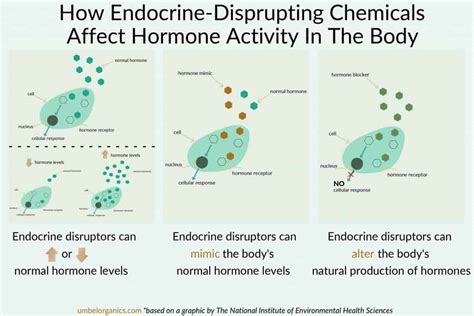 5 Top Endocrine Disrupting Chemicals How To Avoid Them Umbel Organics