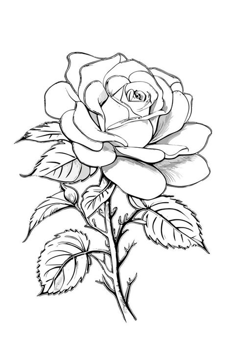 Pin By Hyemin On Coloring Pencil Drawings Of Flowers Roses Drawing