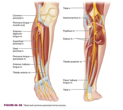 Lower Extremity Peripheral Nerve Blocks Ankle Block