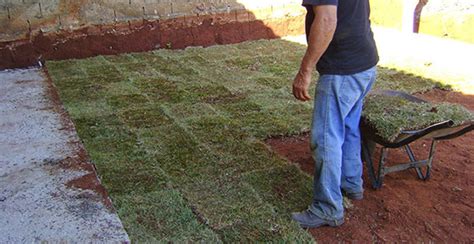 Saiba Como Plantar Grama Corretamente