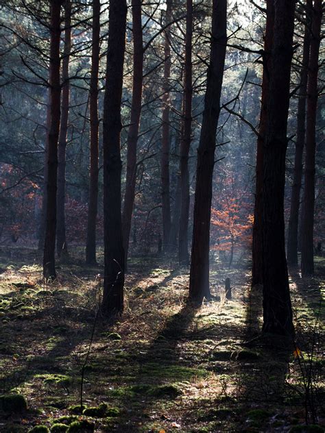 Free Images Tree Nature Wilderness Trail Sunlight Morning Leaf