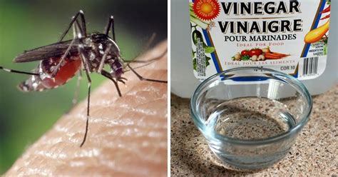 Como Ahuyentar Mosquitos Con Vinagre Repelente Casero Super Efectivo