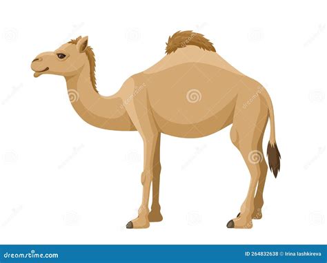 Camel Dromedary Outline Design Vector Illustration Cartoondealer