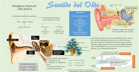 Blog de fisiología básica UAS de Diana Laura Flores Castillo ciclo 2018