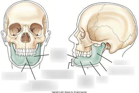 Mandible Diagram Quizlet