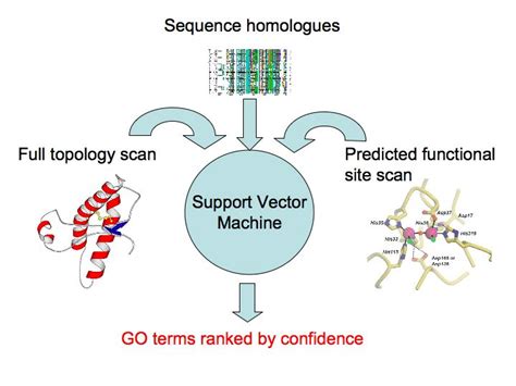 3d2go protein function prediction server