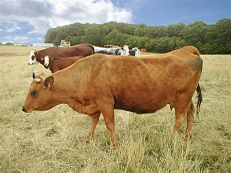 Tarentaise race bovine Définition et Explications