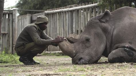 World S Last Male Northern White Rhino Was Ambassador Of Extinction