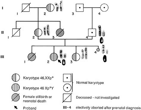 figure 1 from x linked sex reversing genes semantic scholar