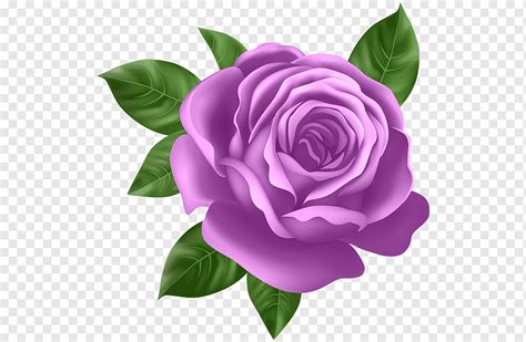 Rose Flower Desktop Rosa Roxa Roxo Violeta Flor Png PNGWing