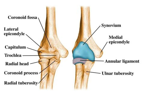 Elbow Joint Anatomy Movement Muscle Involvement How To Relief