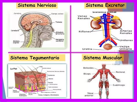 Tejidos Organos Y Sistemas PPT