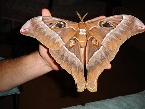 Hercules Moth Project Noah