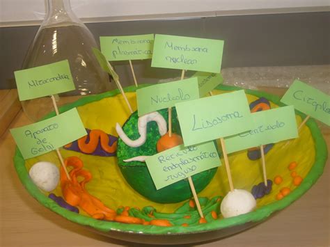 CIENCIAS NATURALES MAQUETAS DE CÉLULAS REALIZADAS POR ALUMNOS DE 2º ESO