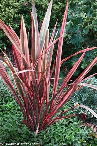 Buy New Zealand Flax Plants Online From Wilson Bros Gardens