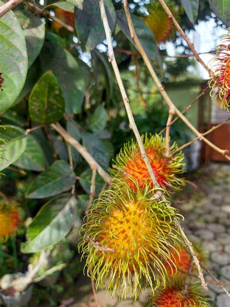 A Group Of Rambutan Binjai Fruits With Red Green Yellowish In A Tree