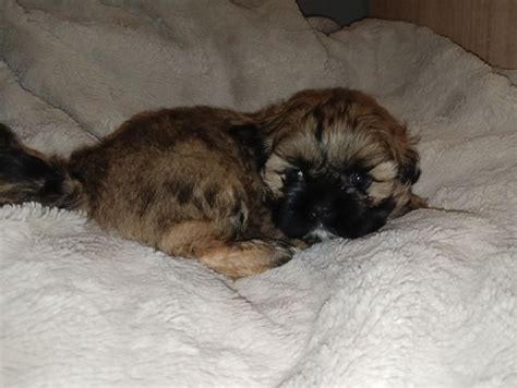 Piesek shih tzu szczeniak Ręszów OLX pl