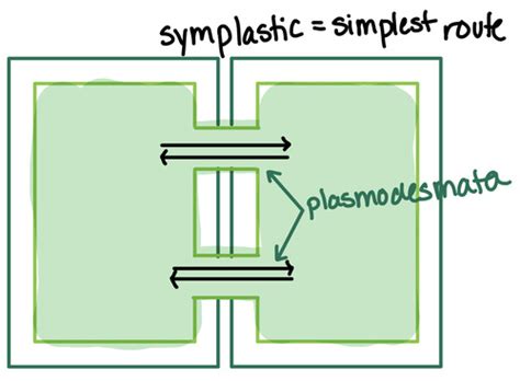 Transport In Vascular Plants Flashcards Quizlet