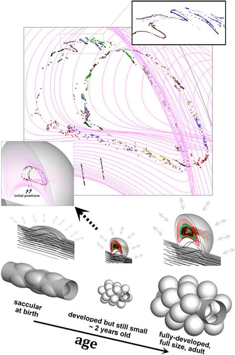 computational simulation of airflow patterns in acinar airway download scientific diagram