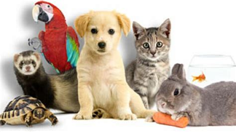 Nouveaux Animaux De Compagnie Nac Autoris S En France