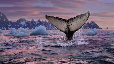 Día Mundial de las Ballenas y Delfines 23 de julio RTVE es