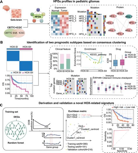 Frontiers Identification And Validation Of A Novel HOX Related