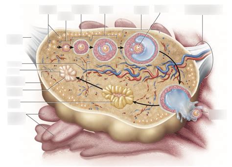 FIGURE 28 2 Structure Of The Ovary Diagram Quizlet