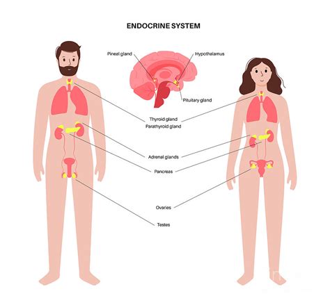 Human Endocrine System Photograph By Pikovit Science Photo Library