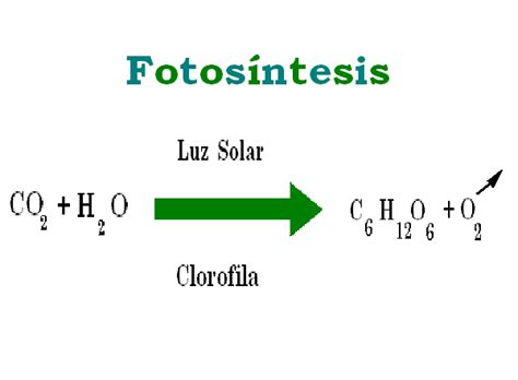 La Fotosíntesis y sus ramas Formula de la Fotosintesis