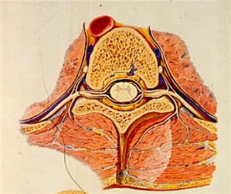 Spinal Cord Cross Section Diagram Quizlet